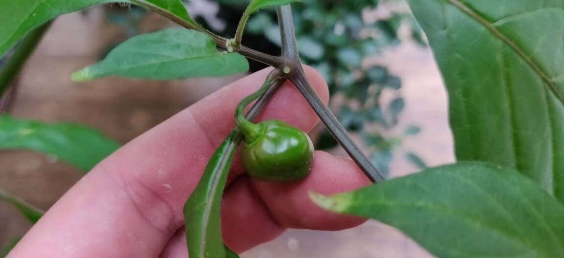 10 Turkish Pepper Seeds open Pollinated - Etsy