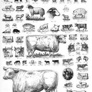 Victorian Cows and Pigs Vintage Art Printable Digital Download - Etsy