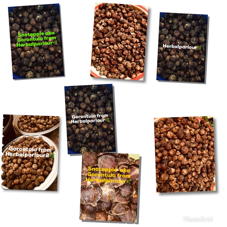 Snot Apple Aka Gorontula 30 Dried Fruits Various Sizes. - Etsy