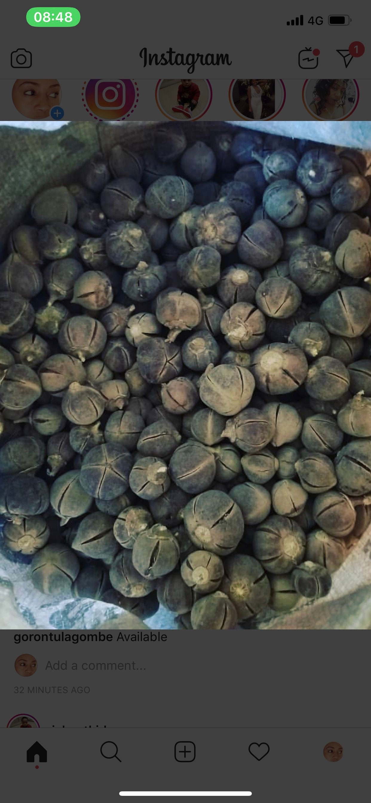 Snot Apple - Gorontula Aka Silky Kola 60 Fruits. - Etsy UK