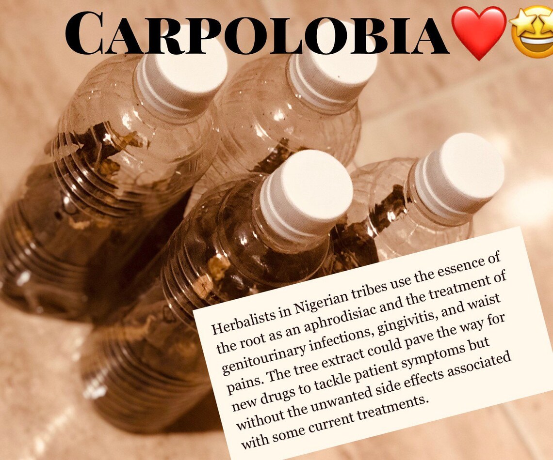 Adodun Aka Kayamata Aka Carpolobia Etsy