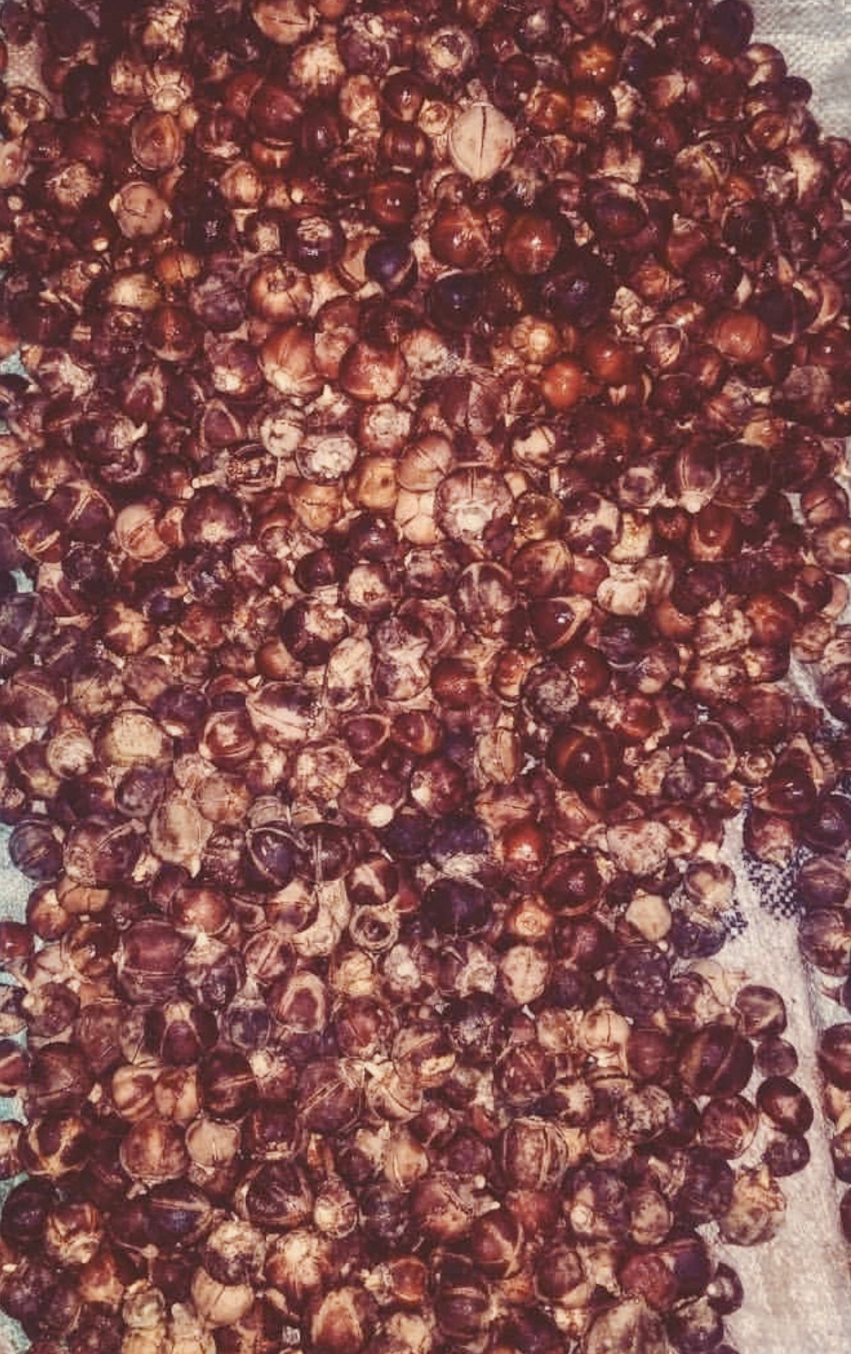 Snot Apple - Gorontula Aka Silky Kola 60 Fruits. - Etsy UK