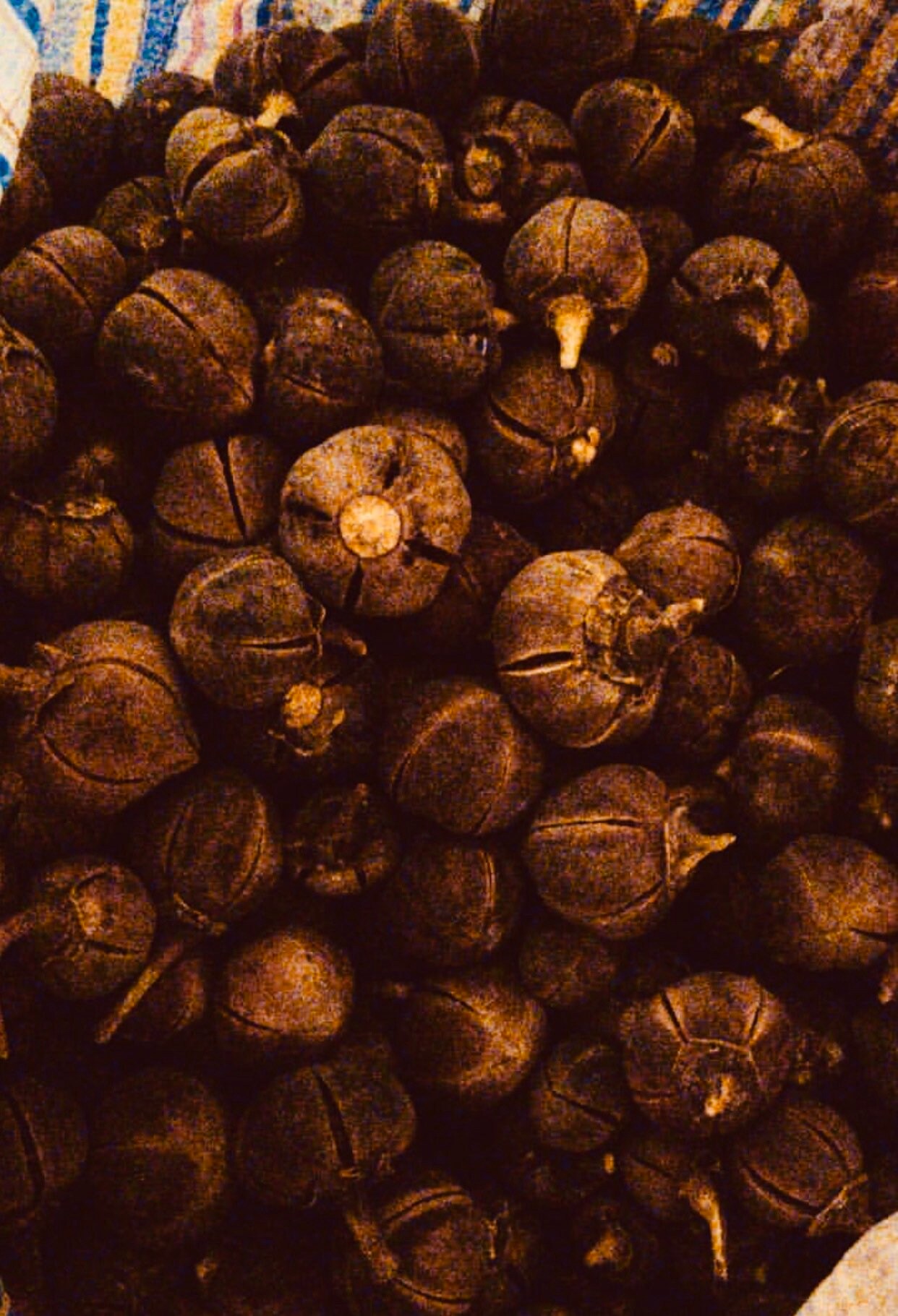 Snot Apple Gorontula Aka Silky Kola 60 Fruits. - Etsy Australia