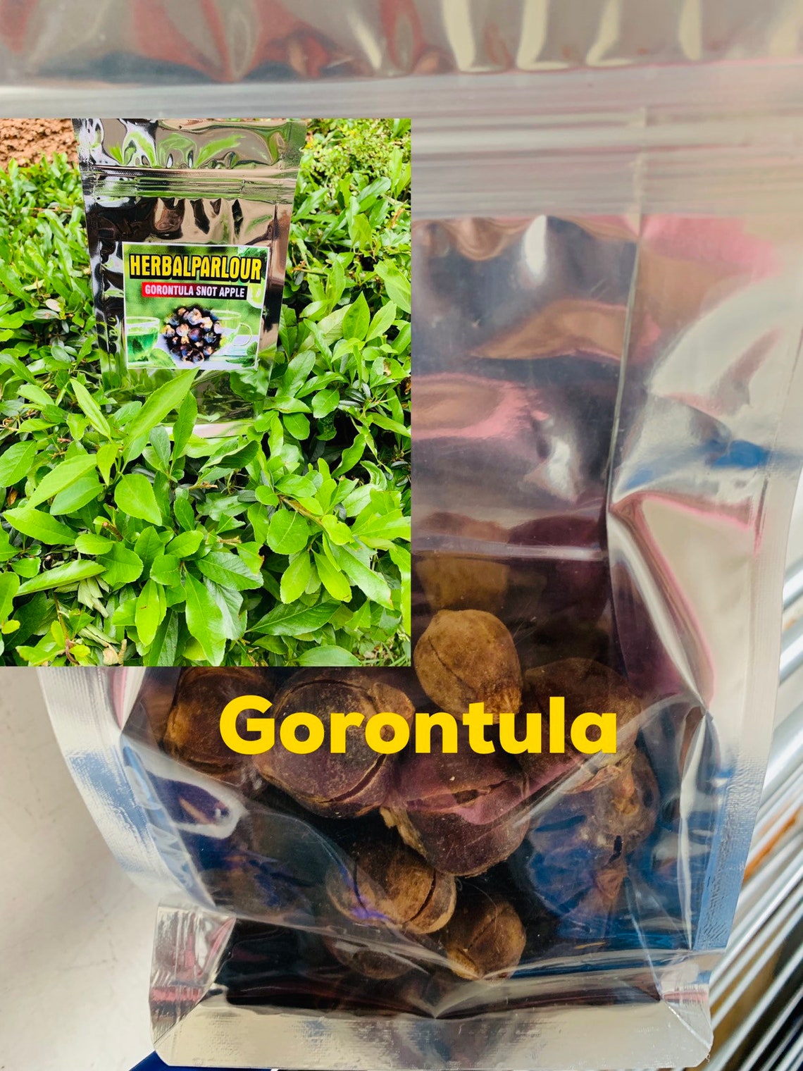 Snot Apple Aka Gorontula 30 Dried Fruits Various Sizes. - Etsy
