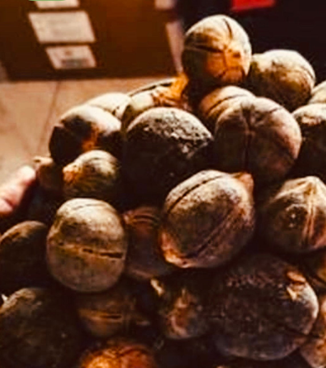 Snot Apple Gorontula Aka Silky Kola 60 Fruits. - Etsy Australia