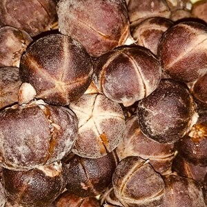 Snot Apple Aka Gorontula 30 Dried Fruits Various Sizes. - Etsy