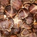 Snot Apple Aka Gorontula 30 Dried Fruits Various Sizes. - Etsy