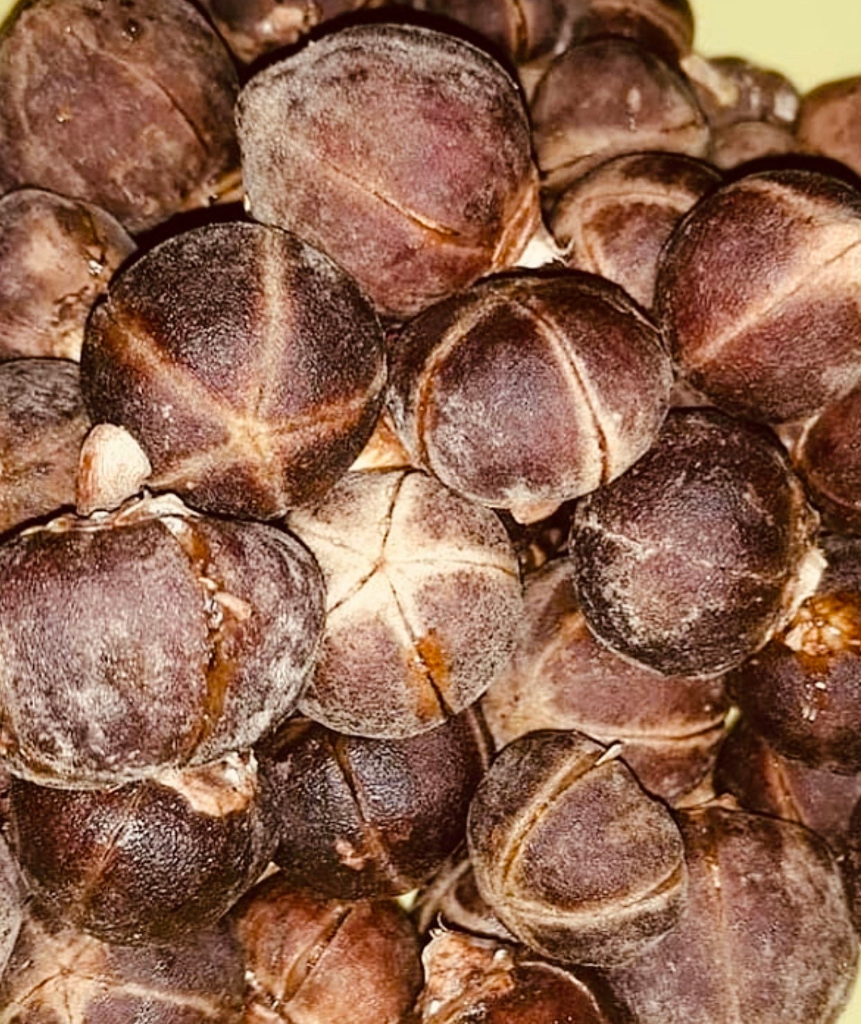 Snot Apple Aka Gorontula 30 Dried Fruits Various Sizes. - Etsy