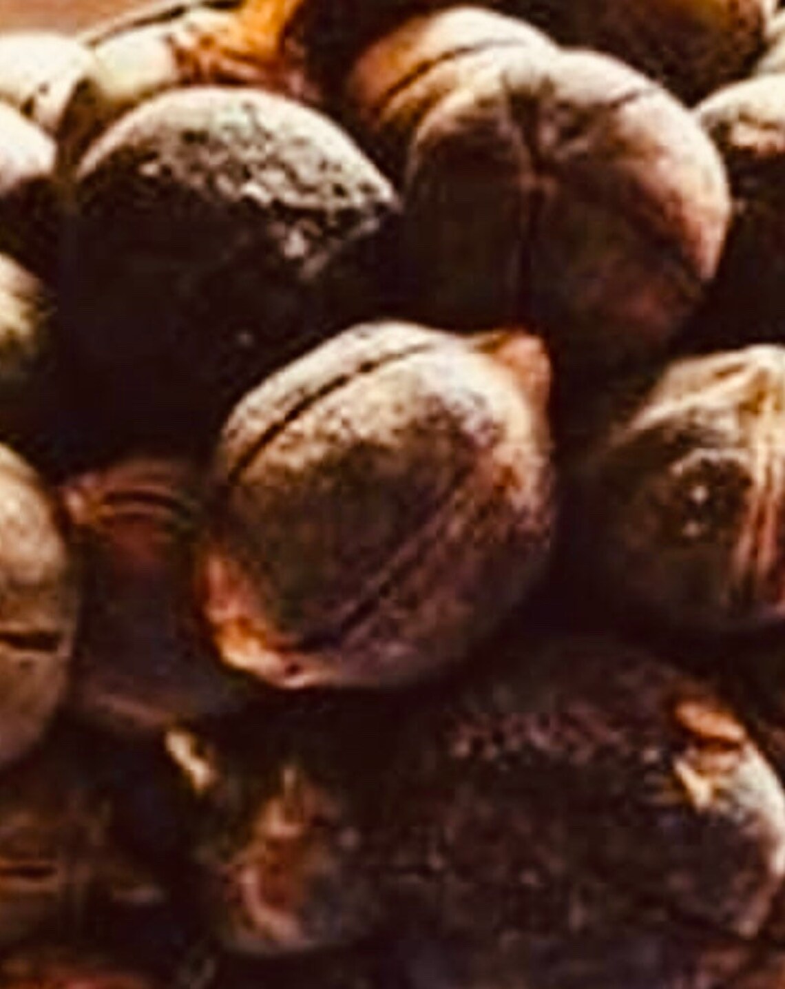 Snot Apple Aka Gorontula 30 Dried Fruits Various Sizes. - Etsy