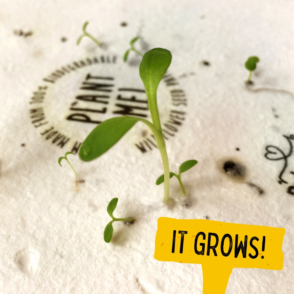 Plantable Seed Card Wildflowers Handpainted / Plantable Card - Etsy