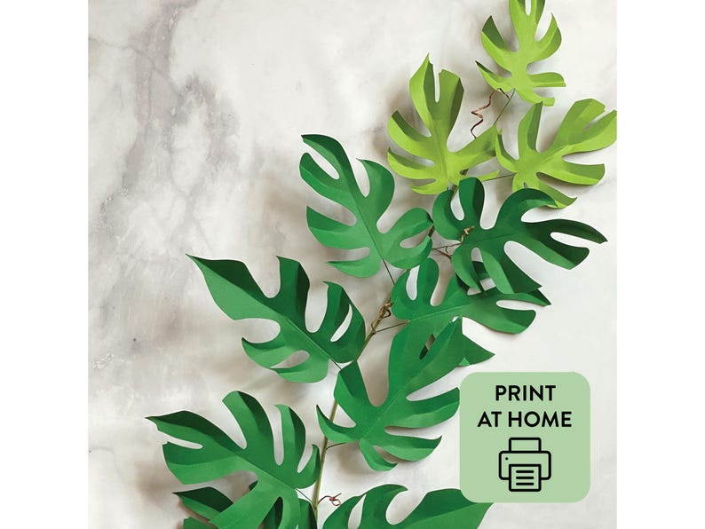Paper Plant Templates SVG + PDF: Rhaphidophora Tetrasperma - Etsy