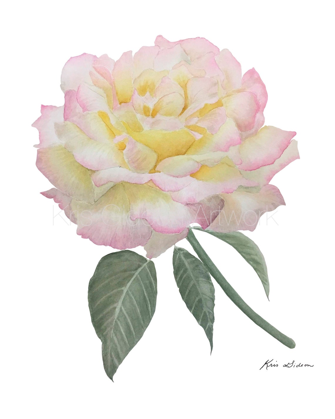 Peace Rose Watercolor Giclee Fine Art Botanical Print, Floral Print ...