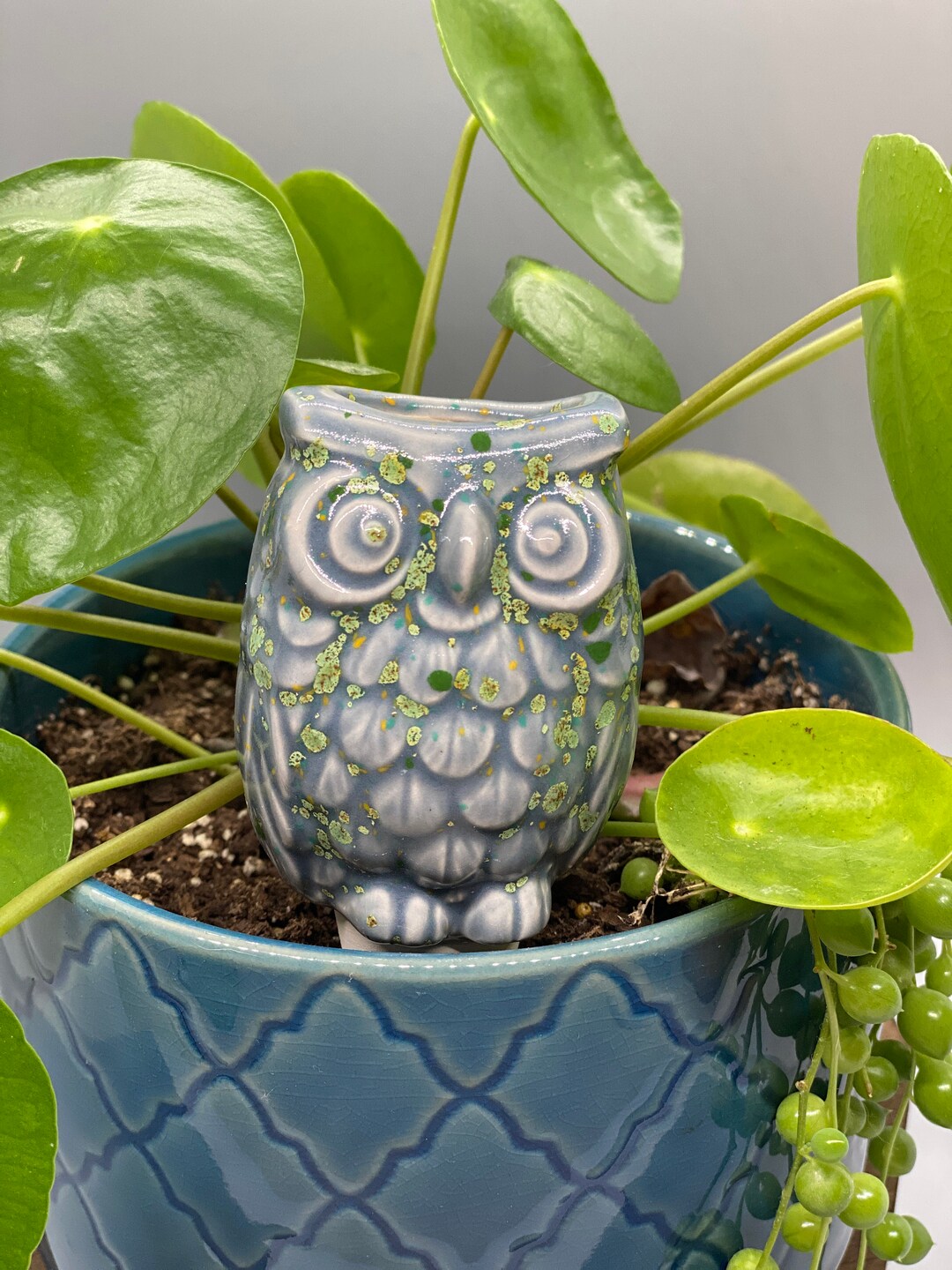Mossy Owl Plant Tender / Watering Spike - Etsy