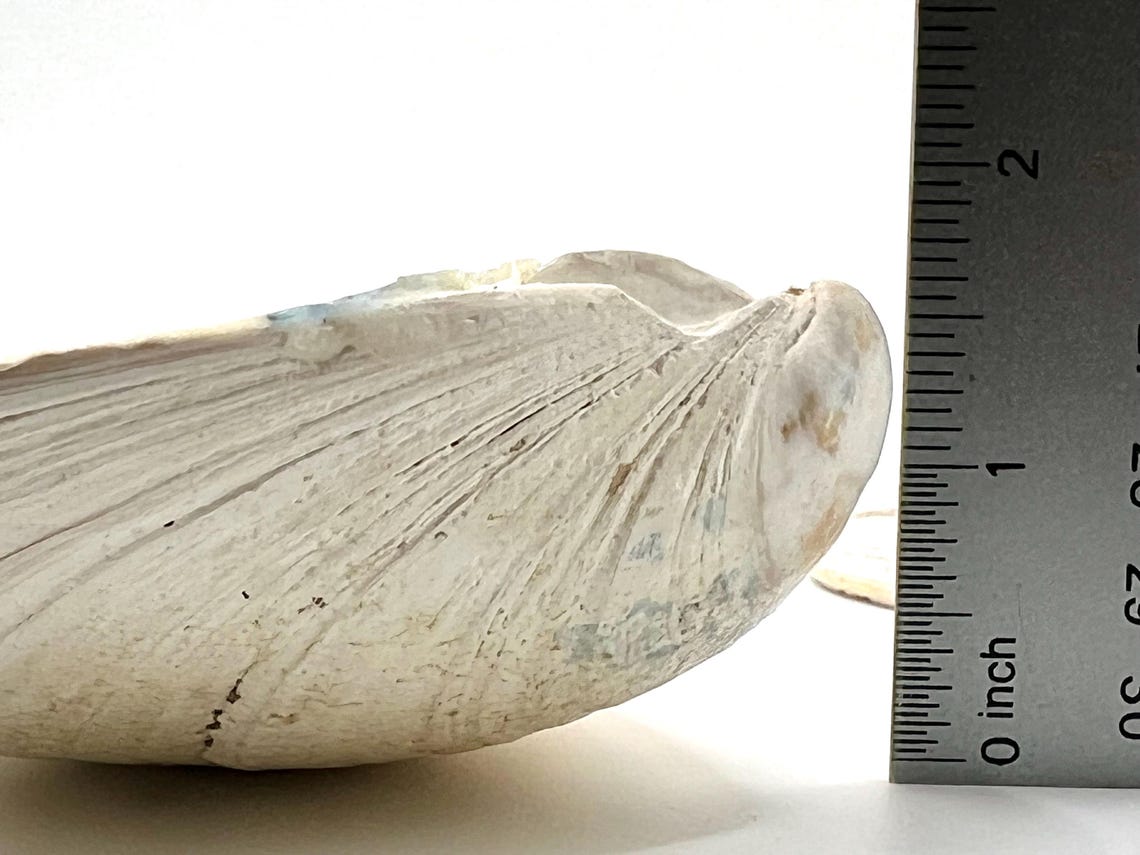 Large RARE Clam Shell Dish, Trinket Jewelry Bowl - Etsy