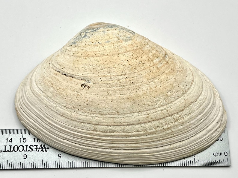 Large RARE Clam Shell Dish, Trinket Jewelry Bowl - Etsy