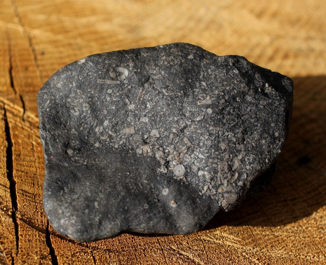 Pennines Fossil Rock Limestone 212g Rough Specimen Vatican Stone ...