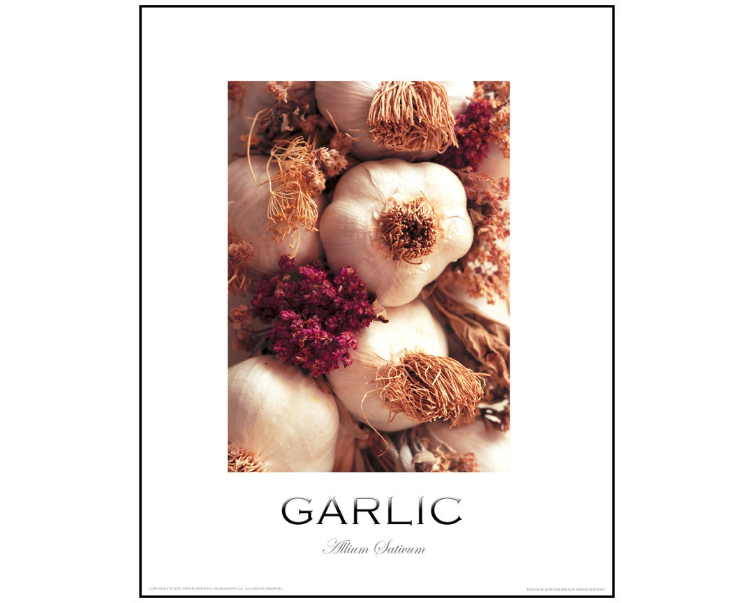 Garlic Poster - Etsy