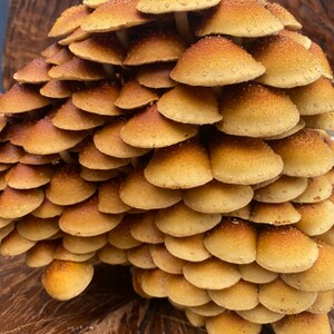 Crimini Portabella Baby Bella Mushroom Growing Kit Easy to Grow Your ...