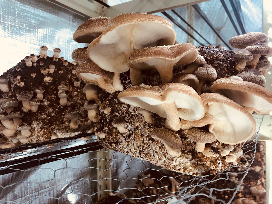 HUGE Grow at Home Shiitake Blocks! - Etsy
