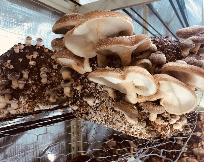 Shiitake Mushroom Plug Spawn 100x FREE USA Shipping - Etsy