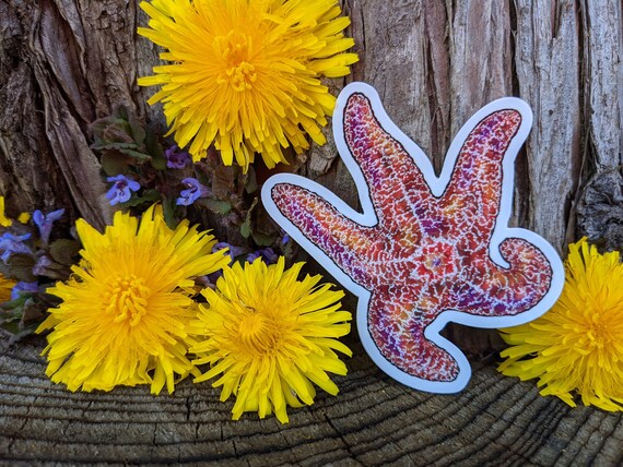 Starfish Vinyl Sticker | Etsy