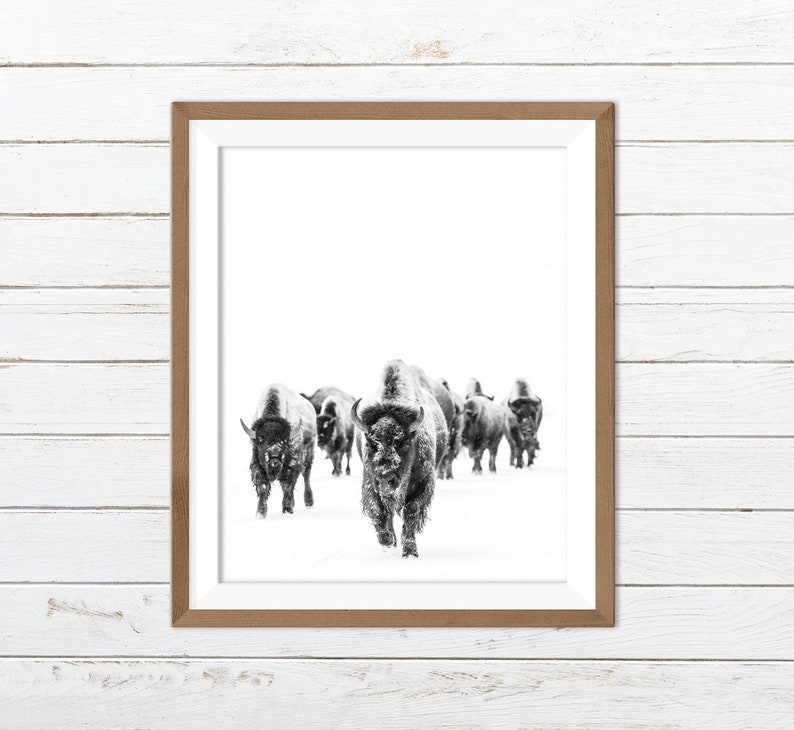 Bison Print, Buffalo Print - Etsy