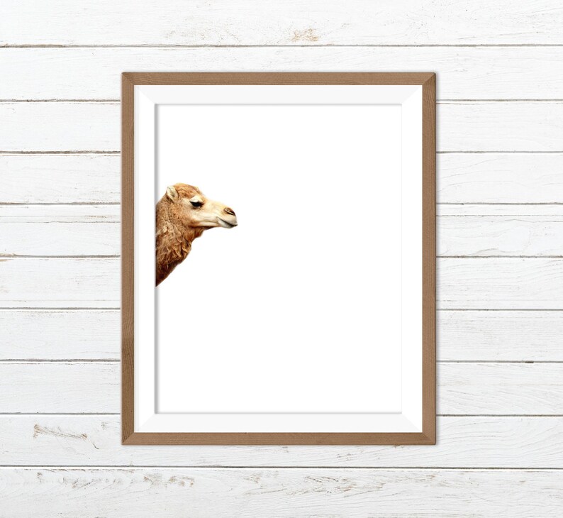 Camel Print, Camel Wall Art, Camel Printable, Funny Animal Print ...