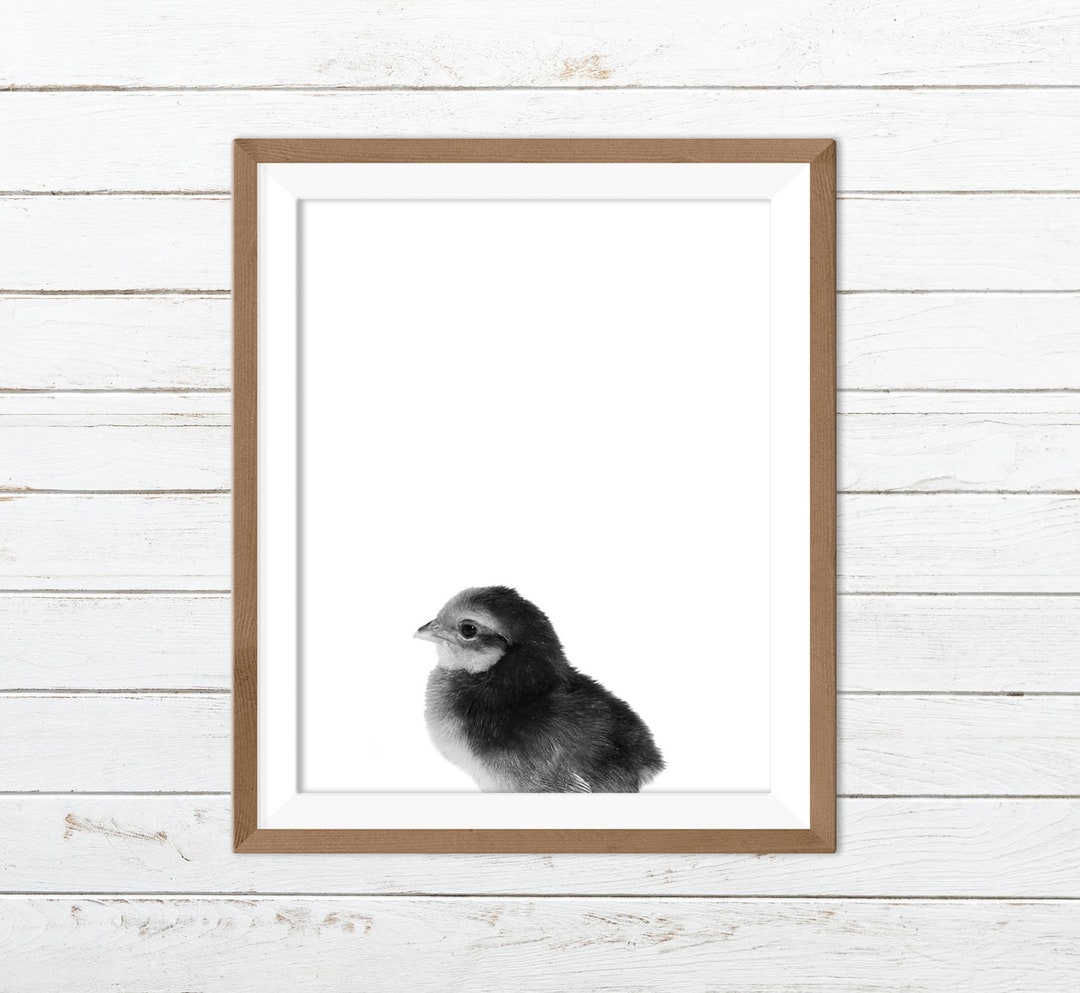 Chick Print, Chicken Print - Etsy
