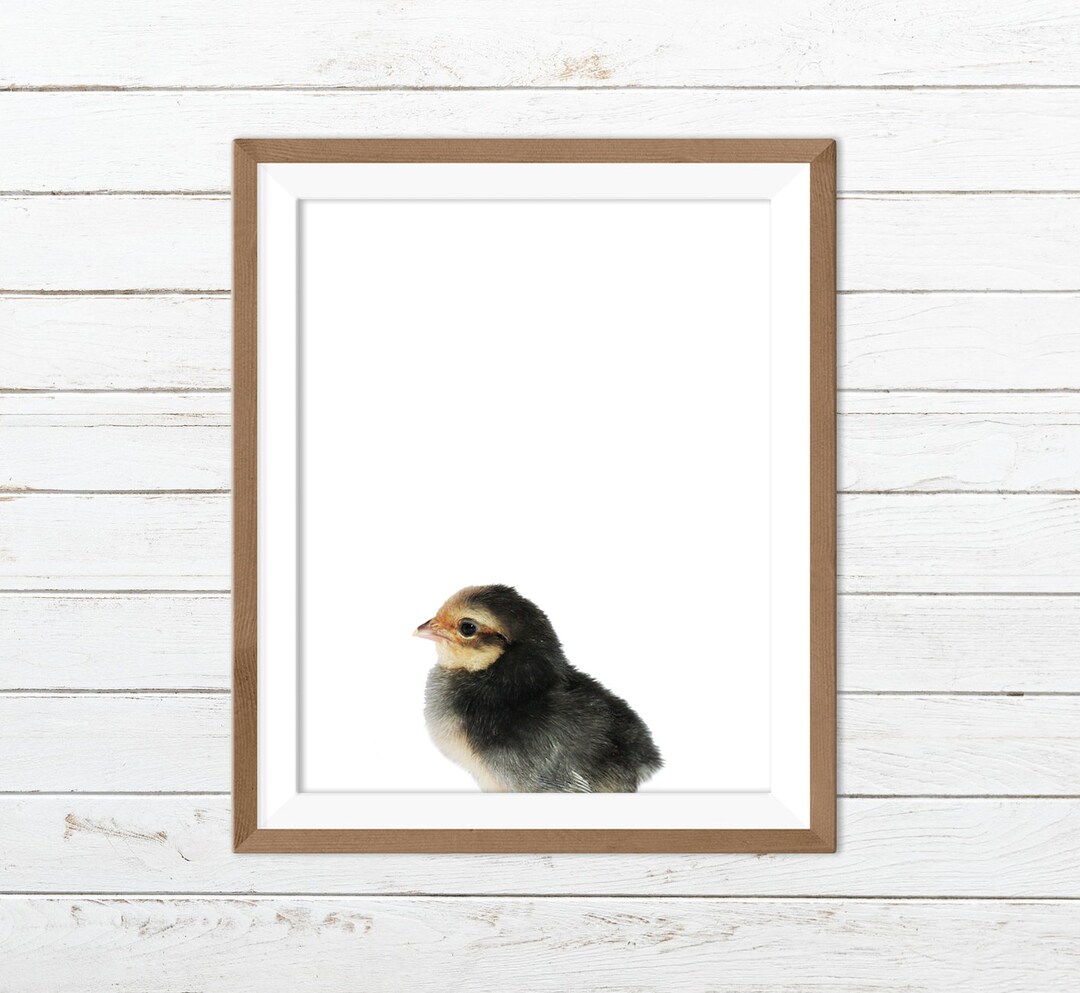 Baby Chick Print, Baby Farm Animal Print, Chick Nursery Print, Chick ...
