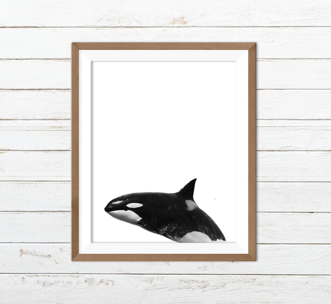 Killer Whale Printable Killer Whale Print Whale Print - Etsy