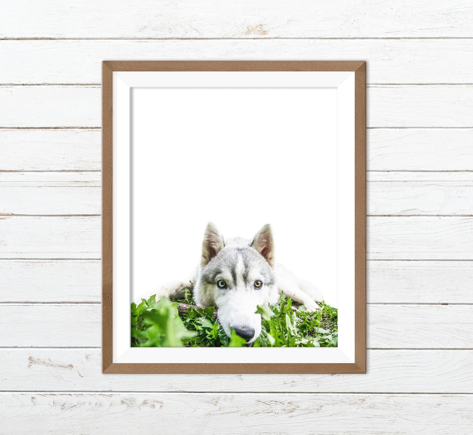 Husky Print, Husky Wall Art, Funny Dog Print - Etsy
