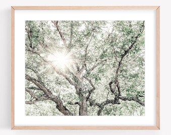 Tree Photography Print - Etsy
