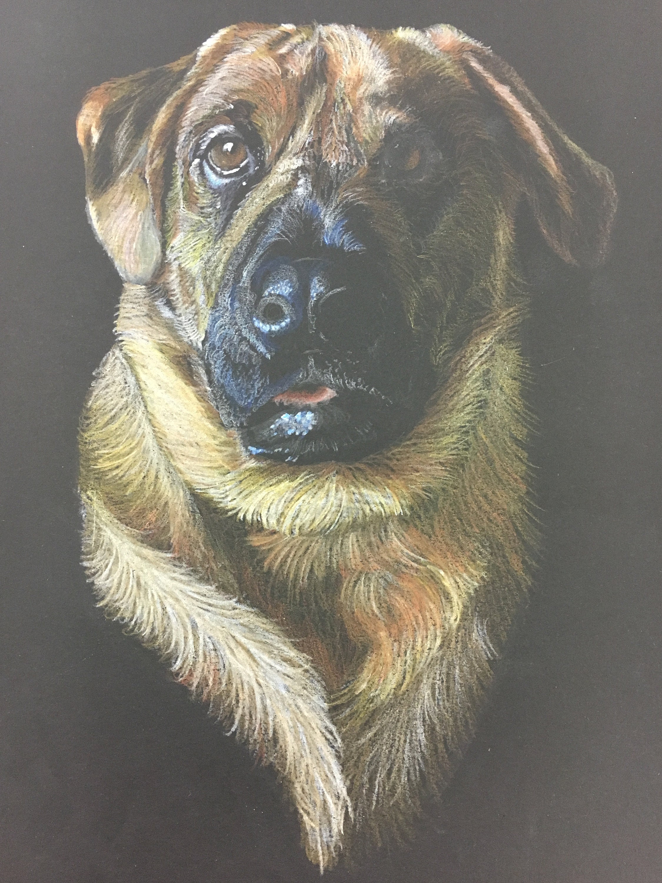 Colored Pencil Pet Portrait - Etsy