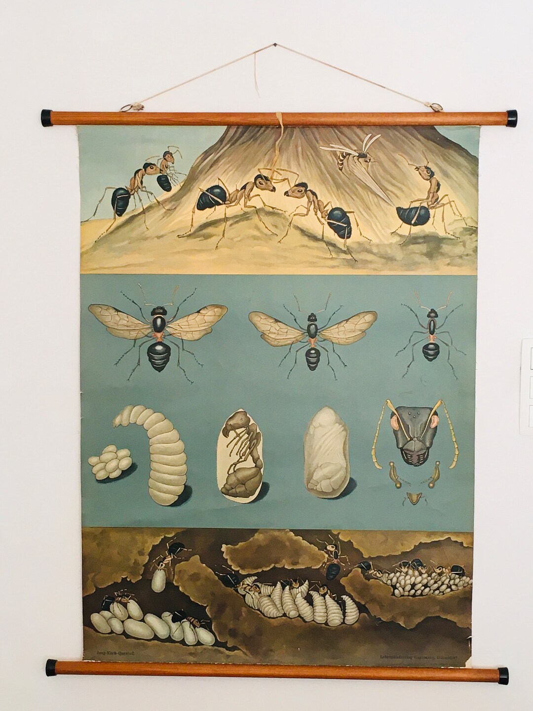 Vintage Biology Poster Red Wood Ant Insect 1969 School Wall Chart by ...