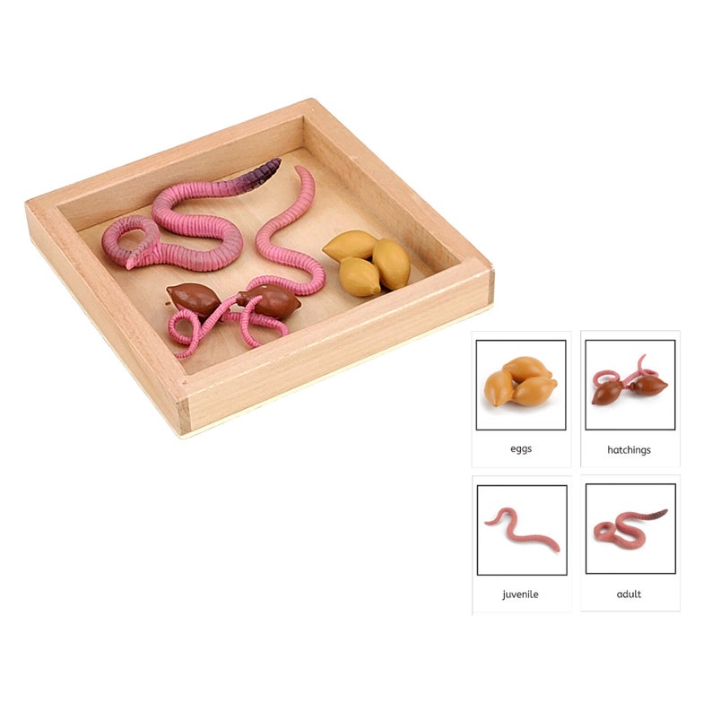 Language Object Matching Wooden Tray Sorting Tray IFIT Montessori ...