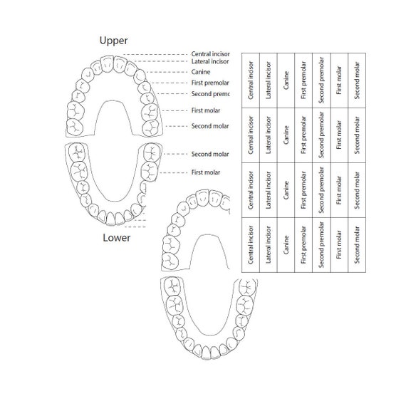 Tooth Chart Name Labels and 3 Part Cards PDF / IFIT | Etsy