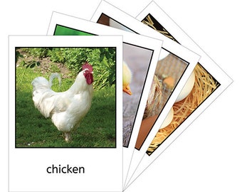 Life Cycle Montessori | Etsy