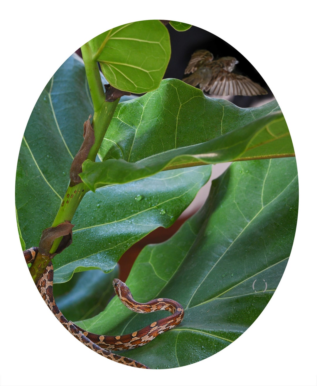 Corn Snake, Fiddle-leaf Fig, and Sparrow - Etsy