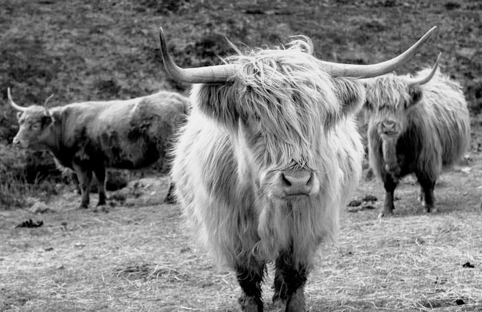 Blonde Highland Cow at Home in Glen Coe Scotland Framed Photograph - Etsy