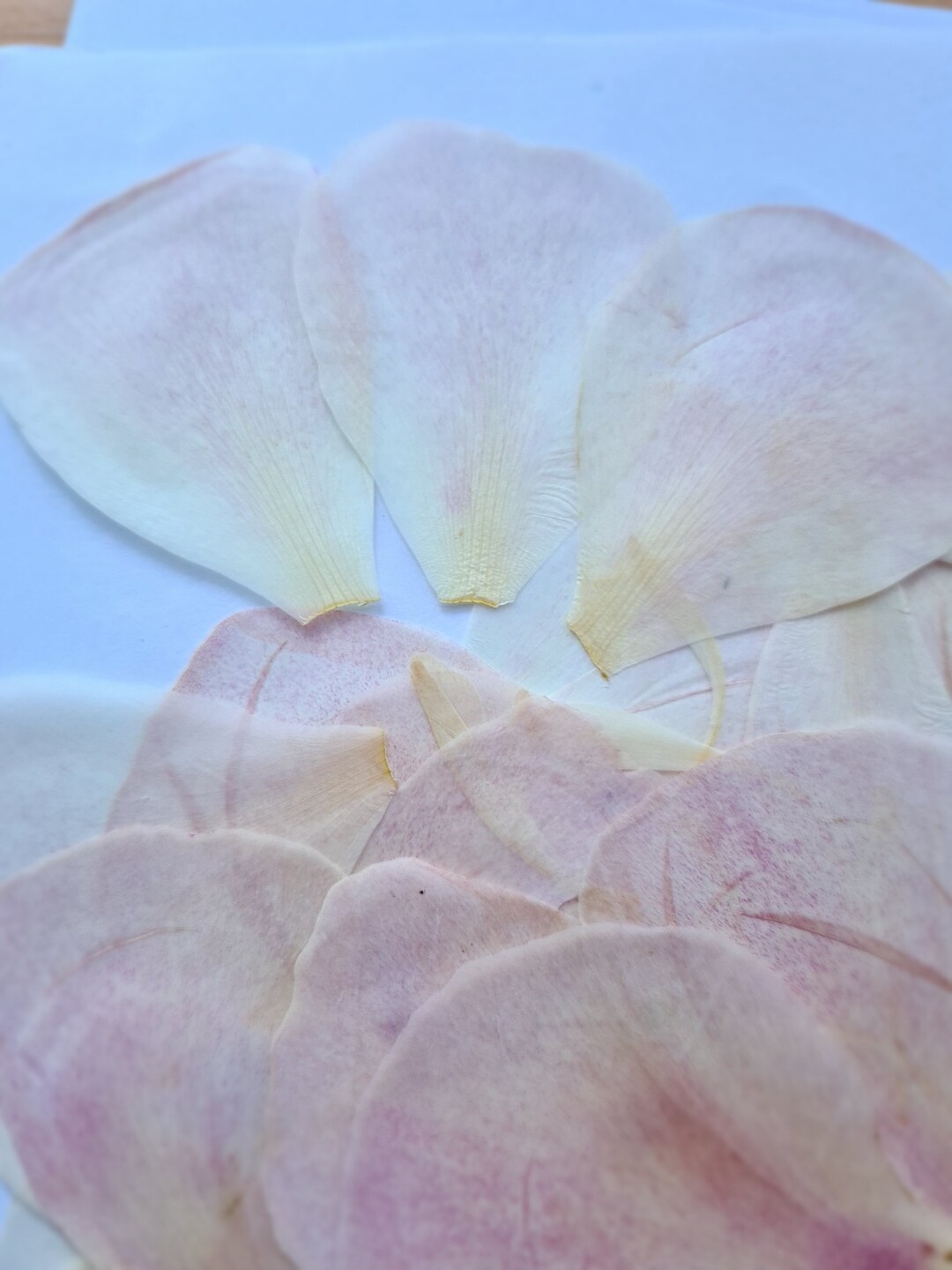 Pressed Peony Petals 50 Pcs - Etsy