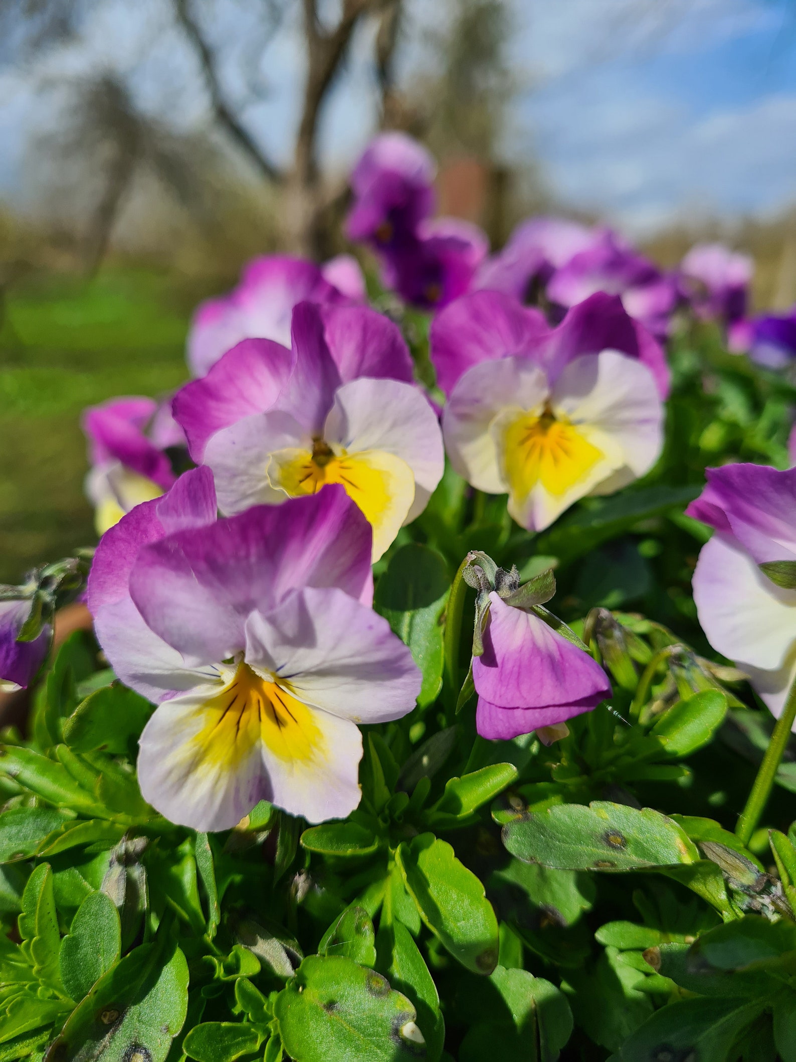 50 pcs dried pancies Beautifull flowers Pressed flowers Pansy | Etsy