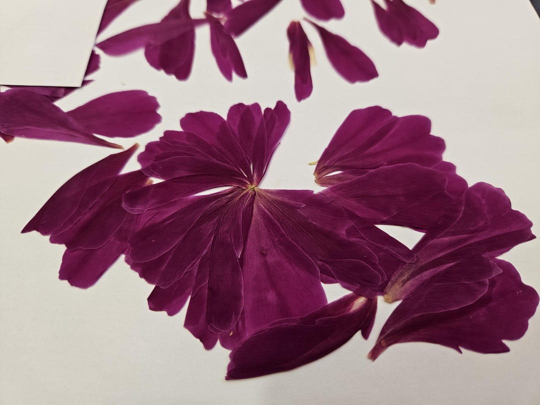 Pressed Peony Petals 200+ Pcs Edible - Etsy