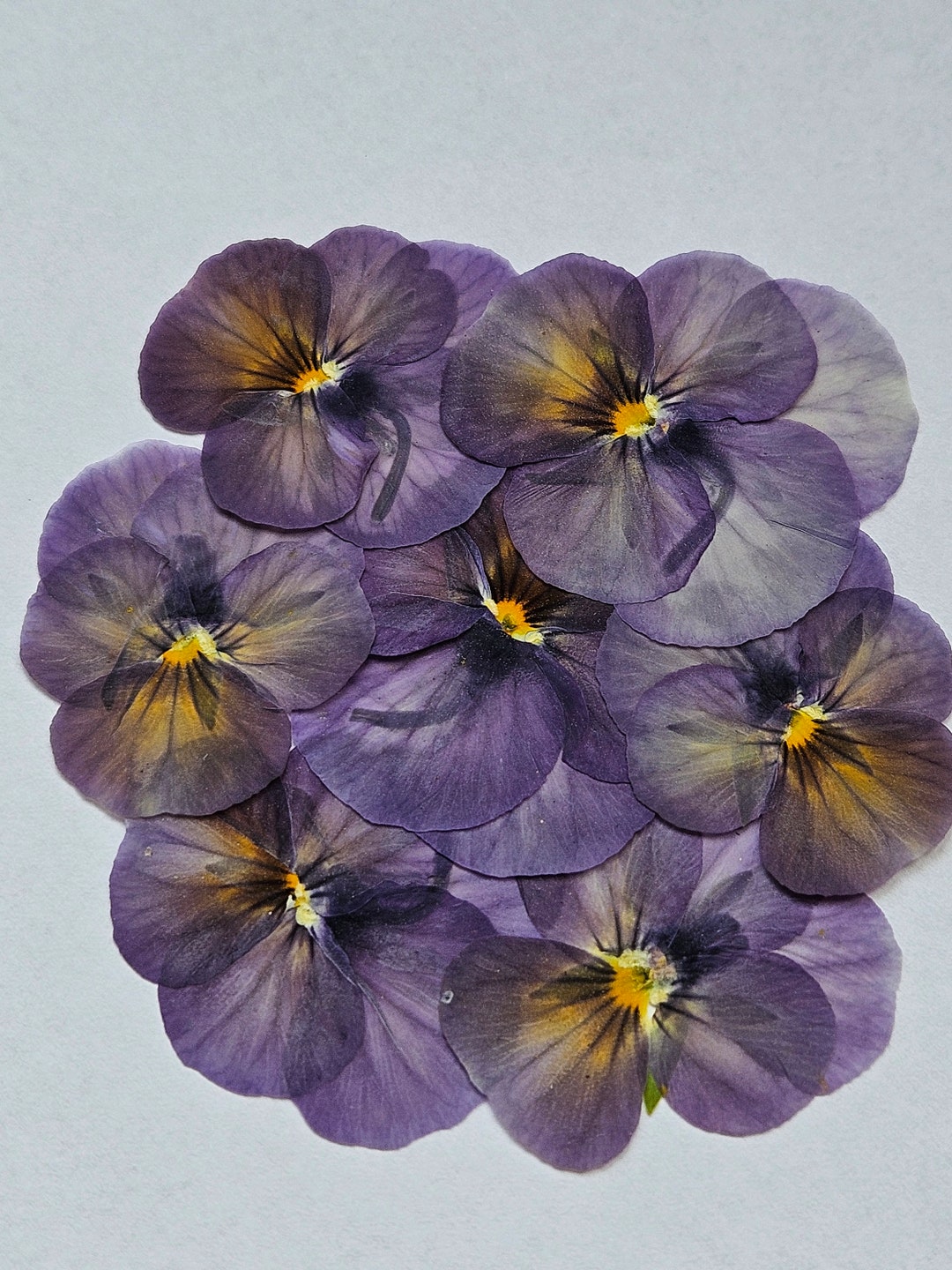 50 Pcs Dried Pancies Beautifull Flowers Pressed Flowers Pansy - Etsy