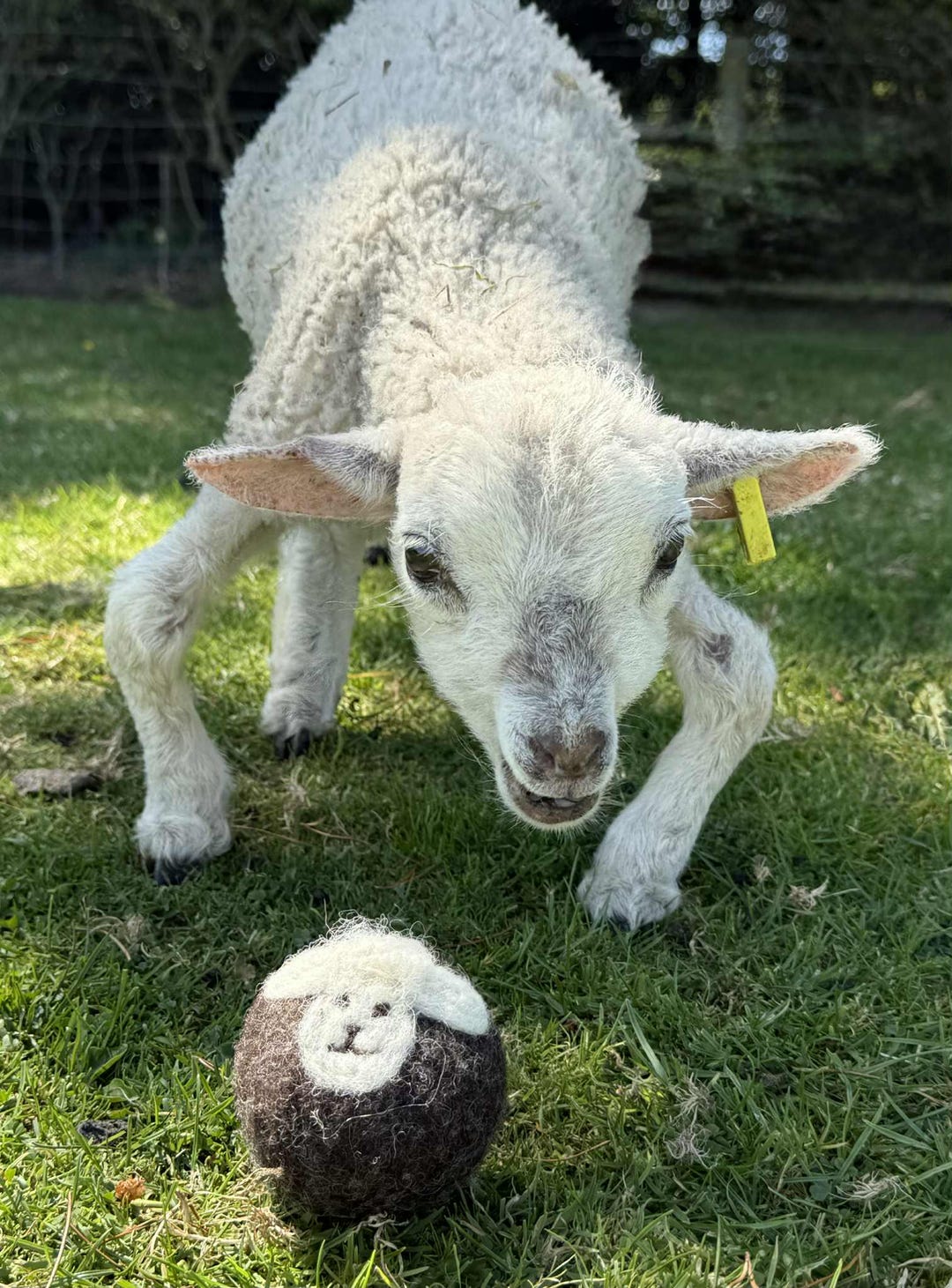 Sheep Sanctuary, Lilly Bug, Wool Drier Balls, Pack of 3 Drier Balls ...