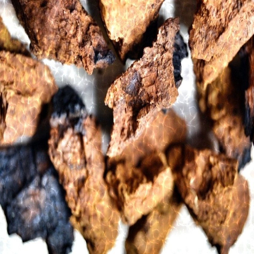 CHAGA MUSHROOM MUSHROOMS Wild Harvested High Antioxidant Raw - Etsy