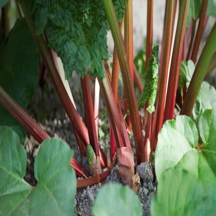 TURKEY RHUBARB ROOT With Absolutely No Additives High Potency 100 Veg ...