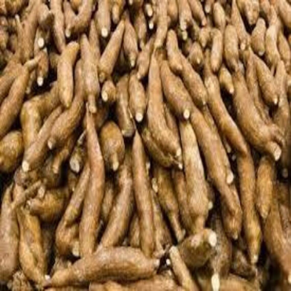 YUCCA ROOT Ever Fresh Ground Powder the Freshest It Can Be 100 ...