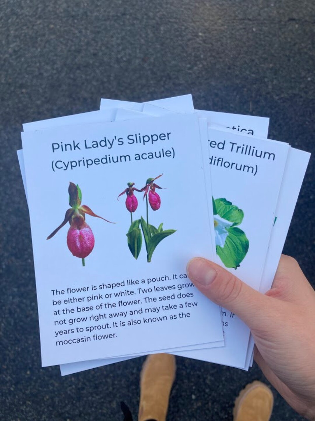 New England Native Spring Flowers Identification Guide - Etsy