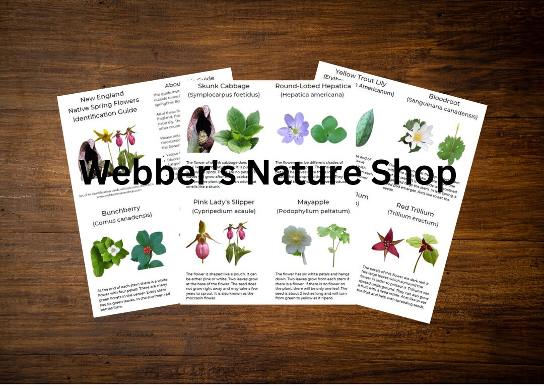 DIGITAL New England Native Spring Flowers Identification Guide - Etsy
