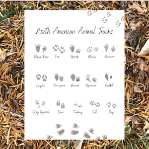 North American Animal Tracks Digital Download - Etsy